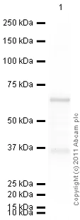 Recombinant Human IKB alpha protein (ab59981) | Abcam