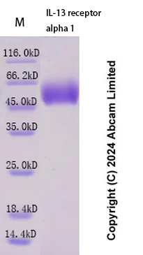 Recombinant Human IL-13 receptor alpha 1 Protein Standard (His tag ...