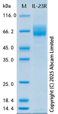 Recombinant Human IL-23R Protein Standard (His tag) (ab323012) | Abcam