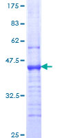 Recombinant Human Integrin alpha 1 protein (ab112310) | Abcam