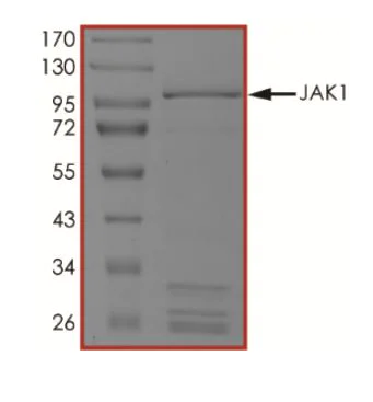 Recombinant human JAK1 protein (Active) (ab268690) | Abcam