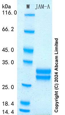 Recombinant Human JAM-A Protein Standard (His tag) (ab316521) | Abcam