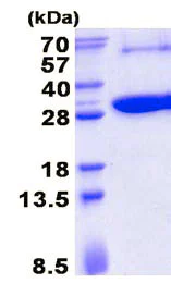 Recombinant Human KCTD5 protein (ab137135) | Abcam