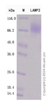 Recombinant Human LAMP2 Protein Standard (ab316534) | Abcam