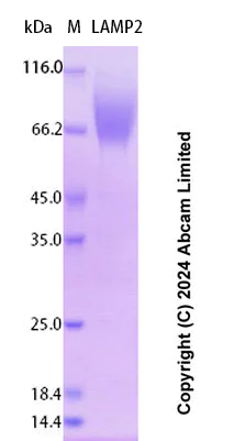 Recombinant Human LAMP2 Protein Standard (ab323062) | Abcam
