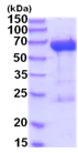 Recombinant Human Leukotriene A4 hydrolase/LTA4H protein (ab201716) | Abcam