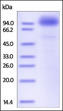 Recombinant human LIMPII protein (ab191655) | Abcam