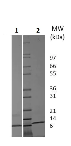 Recombinant human Macrophage Inflammatory Protein 3 alpha (Active ...