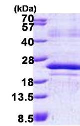 Recombinant Human MAFF protein (denatured) (ab156322) | Abcam