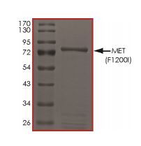 Recombinant human Met (c-Met) (mutated F1200I) protein (Active) (ab268766) | Abcam