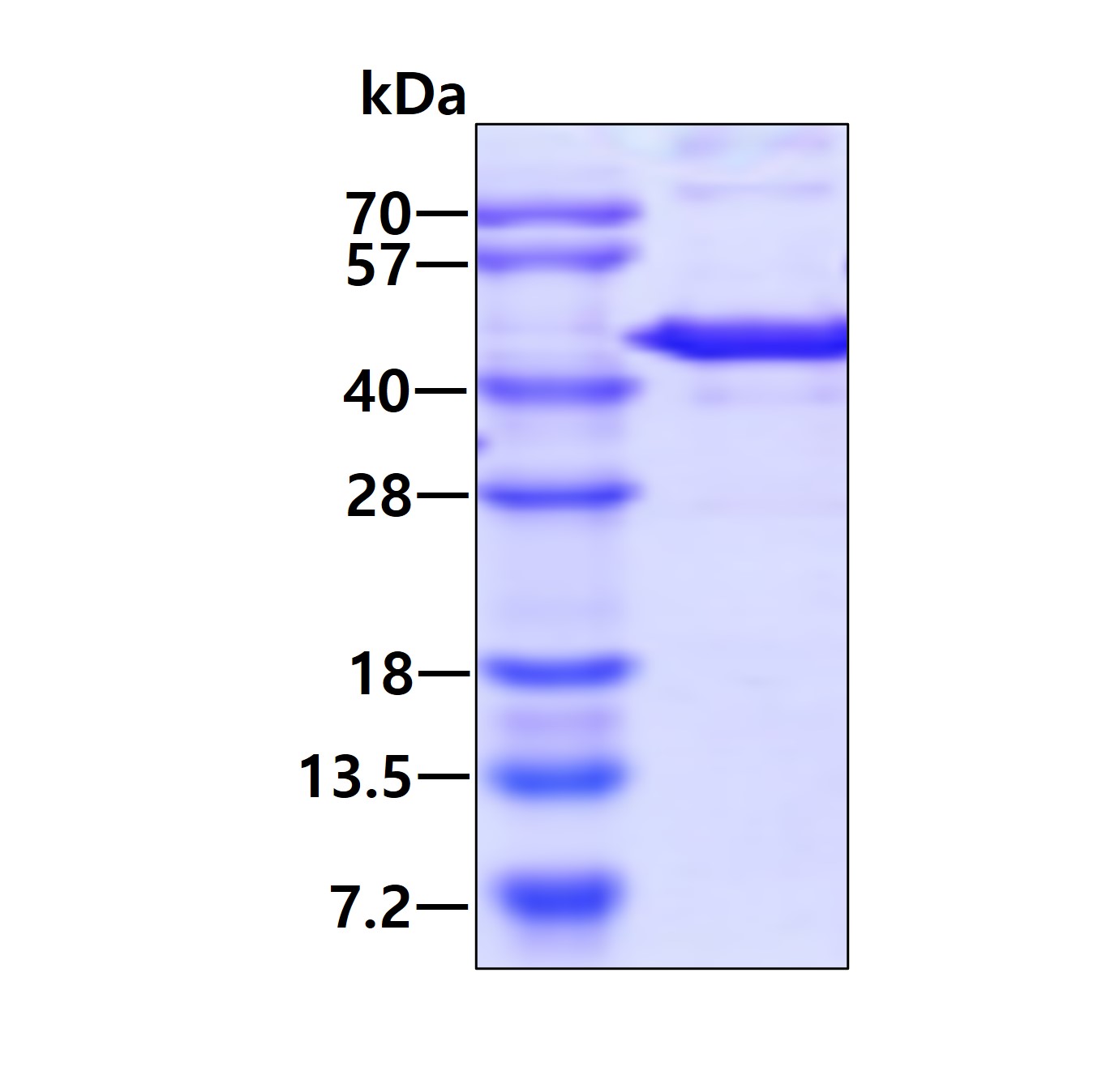 Recombinant Human Methionyl Aminopeptidase 1/MAP 1 protein (ab124578 ...