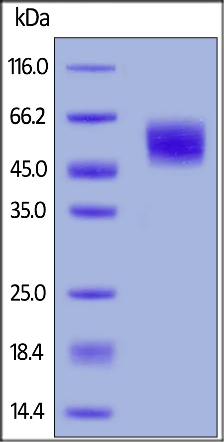 Recombinant human MICA protein (Active) (ab182709) | Abcam