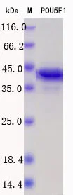 Recombinant Human/Mouse Oct4 Protein Standard (His tag) (ab316492) | Abcam
