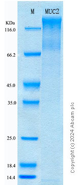 Recombinant Human MUC2 Protein Standard (His tag) (ab316727) | Abcam