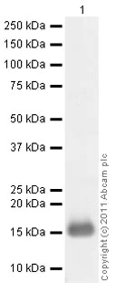 Recombinant Human/Murine/Rat BDNF protein (Active) (ab9794) | Abcam