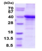 Recombinant Human NAPSIN A protein (His tag) (ab219242) | Abcam