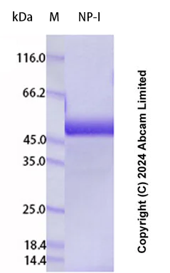 Recombinant Human NP-I Protein Standard (His tag) (ab323035) | Abcam