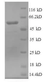 Recombinant Human Nucleolin protein (His tag) (ab241527) | Abcam