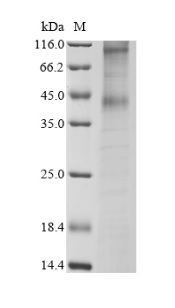 Recombinant Human OPRM1 Protein (His Tag) (ab314623) | Abcam