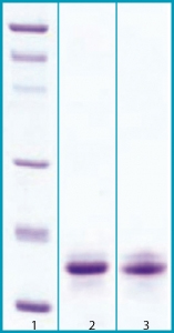 Recombinant Human Osteocrin protein (ab63301) | Abcam