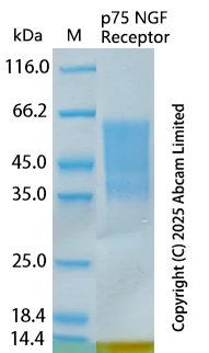 Recombinant Human p75 NGF Receptor Protein Standard (His) (ab323992 ...