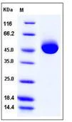 Recombinant Human PAP protein (His tag) (ab276344) | Abcam
