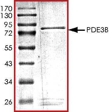 Recombinant human PDE3B protein (ab125784) | Abcam