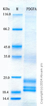 Recombinant Human PDGF AA Protein Standard (ab316613) | Abcam