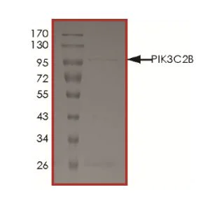 Recombinant human PIK3C2B protein (Active) (ab268865) | Abcam