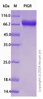Recombinant Human Polymeric immunoglobulin receptor Protein Standard ...