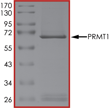Recombinant human PRMT1 protein (ab167927) | Abcam