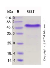 Recombinant Human REST / NRSF Protein Standard (His tag) (ab316509) | Abcam