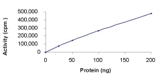 Recombinant human Rsk 2 / MAPKAP Kinase 1b protein (ab60881) | Abcam