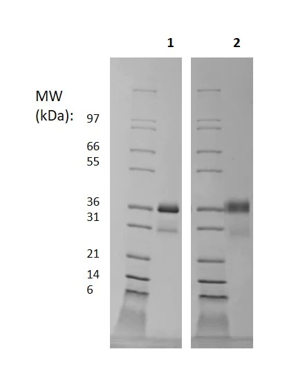 Recombinant human RSPO1 protein (Active) (ab246420) | Abcam