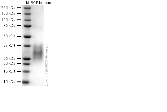 Recombinant human SCF protein (Active) (ab259391) | Abcam