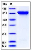 Recombinant Human SEMA4A protein (His tag) (ab276428) | Abcam