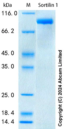 Recombinant Human Sortilin 1 Protein Standard (His tag) (ab316597) | Abcam