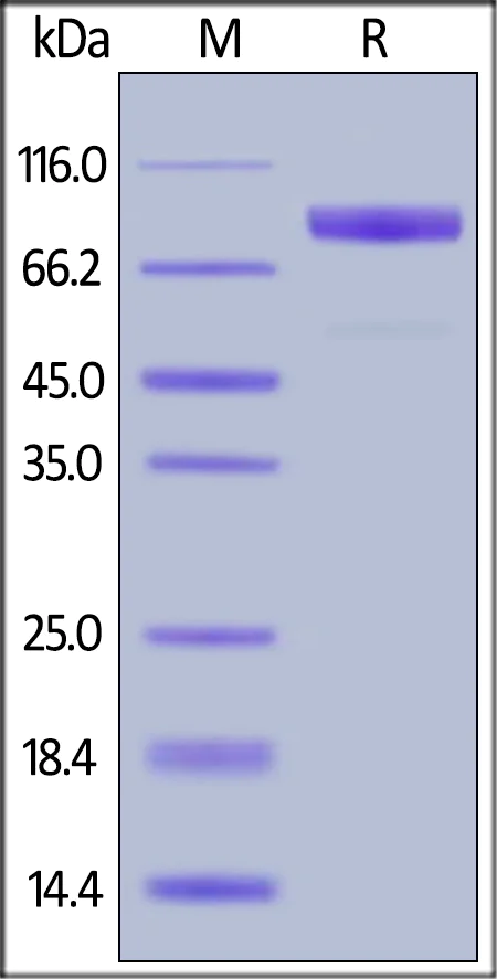 Recombinant human ST2 protein (Fc Chimera Active) (ab219662) | Abcam