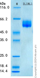 Recombinant Human ST2 Protein Standard (His tag) (ab316652) | Abcam