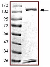 Recombinant Human STAT6 protein (ab125625) | Abcam