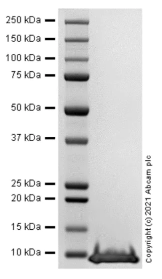 Recombinant Human TARC/CCL17 Protein (ab283903) | Abcam