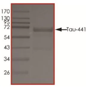 Recombinant Human Tau (biotinylated , phospho ) protein (ab269023) | Abcam