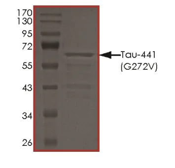 Recombinant Human Tau (mutated G272V) protein (ab269003) | Abcam