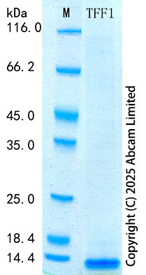 Recombinant Human TFF1 Protein Standard (His tag) (ab316504) | Abcam