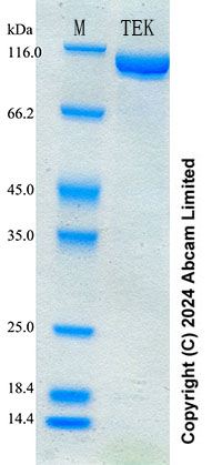 Recombinant Human TIE2 Protein Standard (His tag) (ab322288) | Abcam