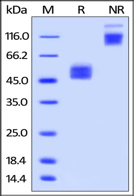 Recombinant Human TMIGD2/IGPR1 protein (Fc Chimera) (ab219874) | Abcam