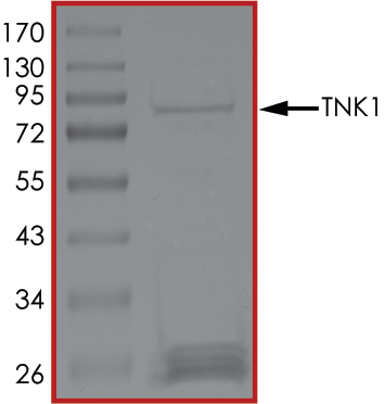 Recombinant human Tnk1 protein (Active) (ab207985) | Abcam