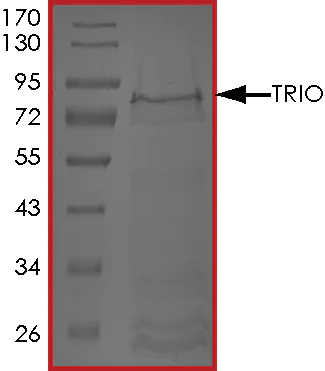 Recombinant human TRIO protein (Active) (ab217836) | Abcam