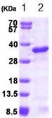 Recombinant Human UBE2S protein (ab87756) | Abcam