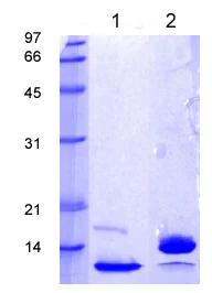 Recombinant Human Uteroglobin protein (ab139252) | Abcam